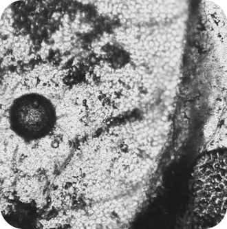 Berkeley Life - Nitric Oxide Foundation